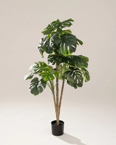 Monstera v květináči 145 cm