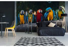 DIMEX | Vliesové fototapety na zeď Barevní papoušci Ara MS-5-0223 | 375 x 250 cm| vícebarevná