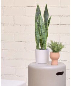 Umělá rostlina (výška 55 cm) Sansevieria – Kave Home