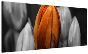 Oranžový tulipán mezi černobílými - obraz (100x40cm)