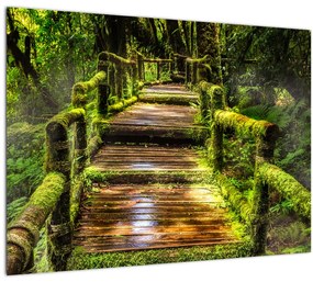 Obraz schodů v deštném pralese (70x50 cm)