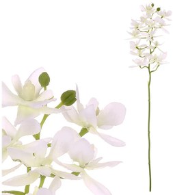 Orchidea drobnokvětá UKK313 WH bílá