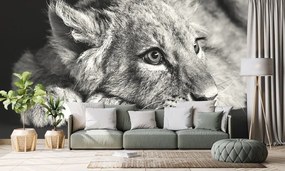Tapeta lvíče v černobílém - 150x100 cm