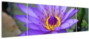 Obraz - Fialová květina (170x50 cm)