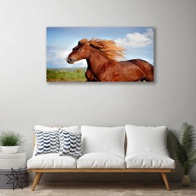 Obraz na plátně Kůň Zvířata 100x50 cm