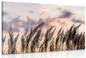 Obraz stébla polní trávy - 60x40 cm