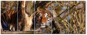 Obraz tygří pohled Velikost (šířka x výška): 150x60 cm