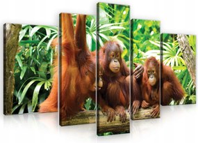 Obraz 170x100 Orangutan rodina džungle tropy příroda klid harmonie