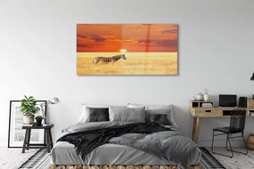 akrylový obraz Zebra pole sunset 140x70 cm
