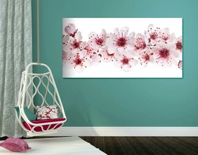 Obraz třešňové květy Varianta: 100x50