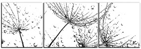 Obraz na plátně - Pampelišková semínka s kapkami vody - panoráma 5202QC (120x40 cm)