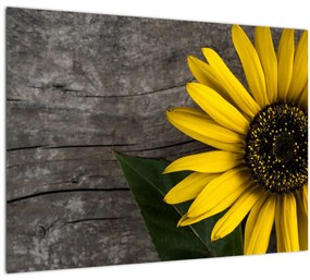 Skleněný obraz - Květ slunečnice (70x50 cm)