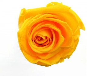 Hlavy růží - mini 12 ks Yellow - žlutá