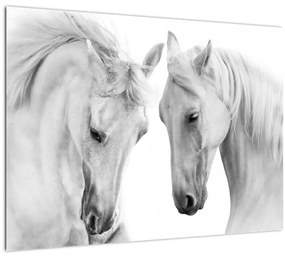 Skleněný obraz bílých koňů (70x50 cm)