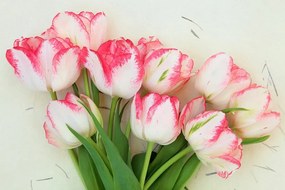 Samolepící fototapeta jarní tulipány - 225x150 cm