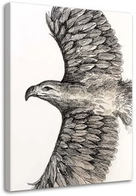 Gario Obraz na plátně Skica letícího orla - Jan Perit Kablan Rozměry: 40 x 60 cm
