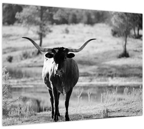 Obraz - Kráva, černobílá (70x50 cm)