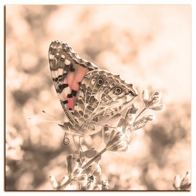 Obraz na plátně - Motýl na levandule - čtverec 3221FA (50x50 cm)