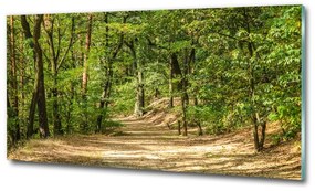 Wallmuralia Foto obraz skleněný horizontální Lesní stezka 100x50