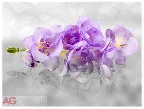 Fototapeta vliesová čtyřdílná Orchidej