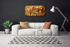 Obraz na plátně Vážka Příroda Rostlina 100x50 cm