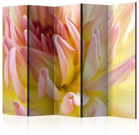 Paraván - Pastel colored dahlia flower with dew drops II [Room Dividers]