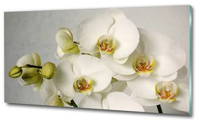 Wallmuralia Fotoobraz na skle Bílá orchidej 100x50