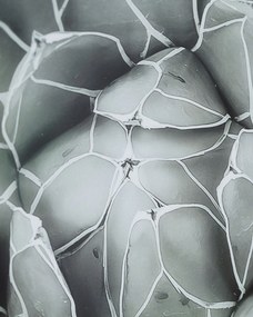 Obraz Succulents II 40x50xcm