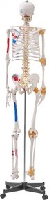 Model lidské kostry pro anatomii, 182 cm životní velikost