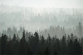 Kristýna Mládková | Šumavské lesy Rám: Dubový, Velikost: 20 x 30 cm
