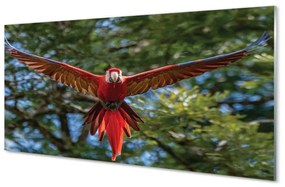 Obraz na skle ara papoušek 125x50 cm