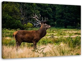 Obraz na plátně Jelen v lesní přírodě - 60x40 cm