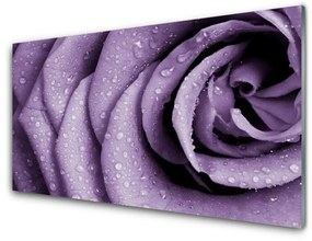 Plexisklo-obraz Růže Květ Rostlina 125x50 cm