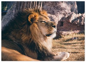 Obraz ležícího lva (70x50 cm)