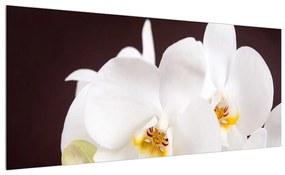 Obraz květů orchideje (100x40 cm)