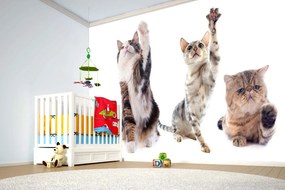 DIMEX | Samolepicí vliesová fototapeta na zeď Kočky ve škole MA-5-0593 | 375 x 250 cm | bílá, hnědá, šedá