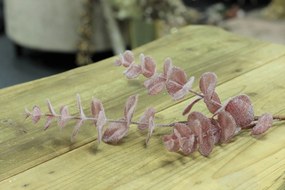 Růžový zamrzlý eukalypt 80cm