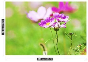 Fototapeta Cosmos Purple