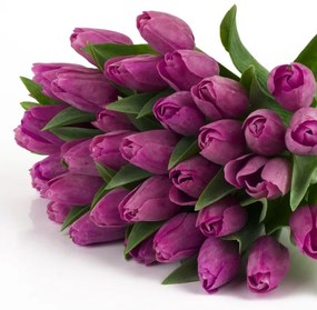 Tulipán fialový