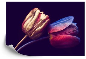 Fototapeta Tulipány Se Zlatými Prvky Hladký vinyl 520x318