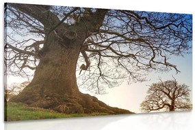 Obraz symbióza stromů - 120x80 cm