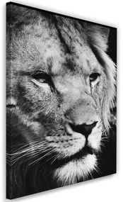 Gario Obraz na plátně Černobílý lev Rozměry: 40 x 60 cm