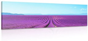 Obraz nekonečné levandulové pole