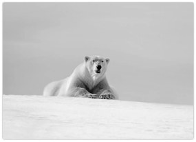 Skleněný obraz - Lední medvěd (70x50 cm)