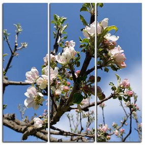 Obraz na plátně - Kvetoucí jabloň - čtverec 347B (105x105 cm)