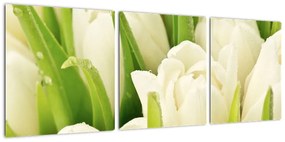 Detail tulipánů - obraz