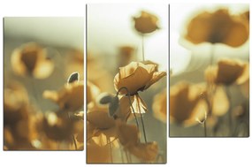 Obraz na plátně - Máky na slunci 193QC (135x90 cm)