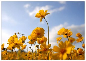 Skleněný obraz pole s jasně žlutými květy (70x50 cm)