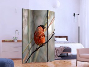 Pokojová zástěna Hýl v lese (3dílný) - rudošedý pták mezi stromovými větvemi