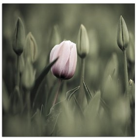 Obraz na plátně - Růžový kvetoucí tulipán - čtverec...  301FA (50x50 cm)